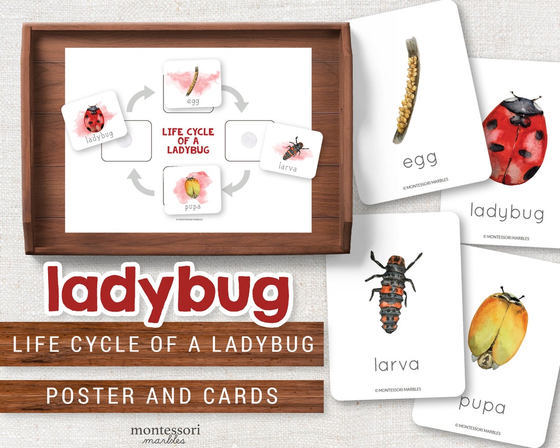LADYBUG Life Cycle and Nomenclature Cards Montessori - Etsy