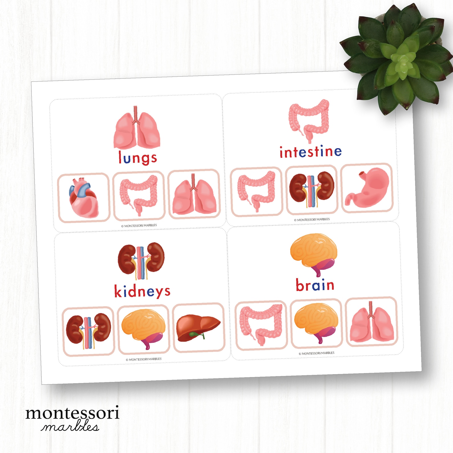 Human Body Organs Picture Matching Anatomy for Toddler PreK | Etsy