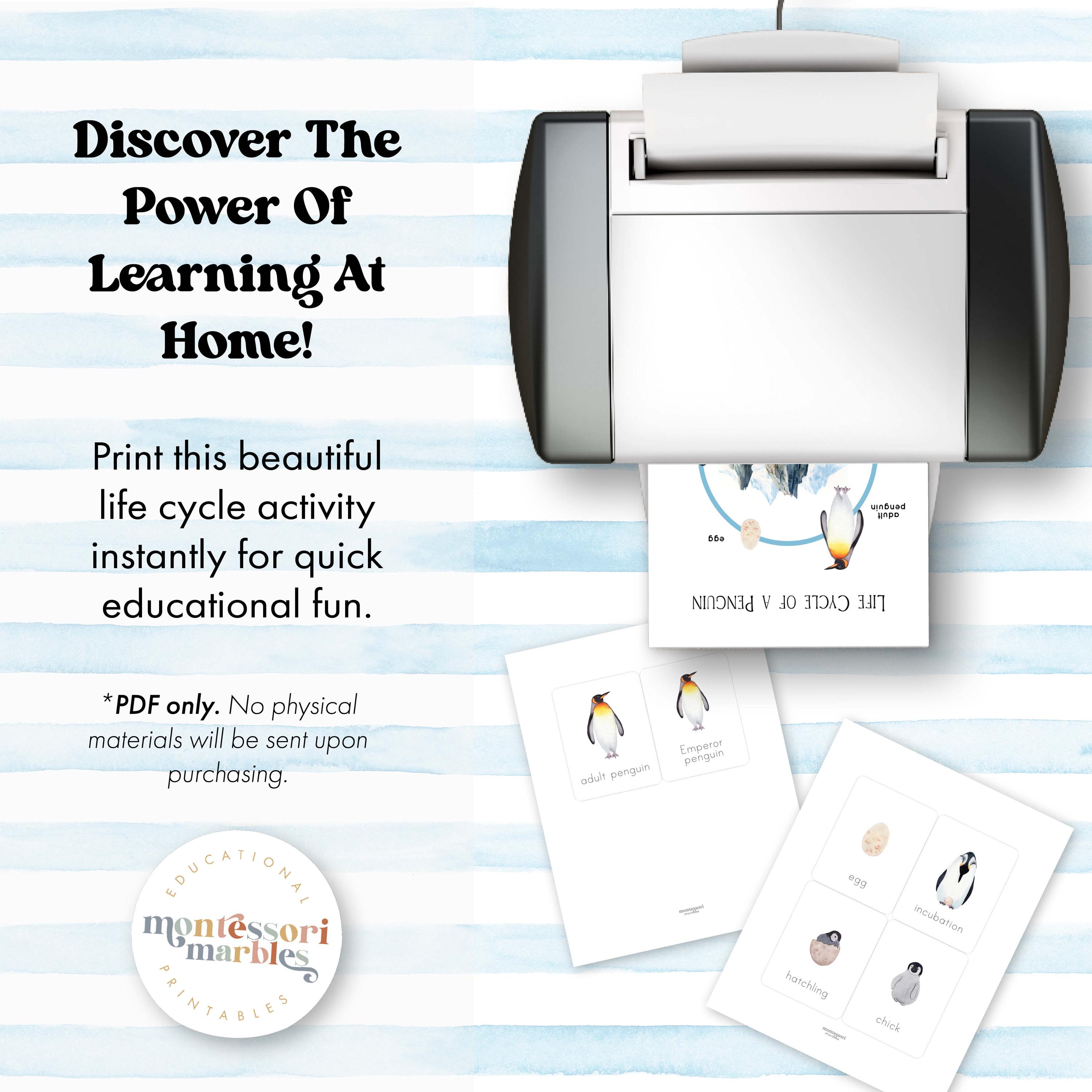 Penguin Life Cycle Cards | Montessori Science | Antarctica Polar ...
