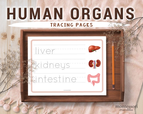 HUMAN ORGANS Handwriting Practice Tracing and Spelling | Etsy