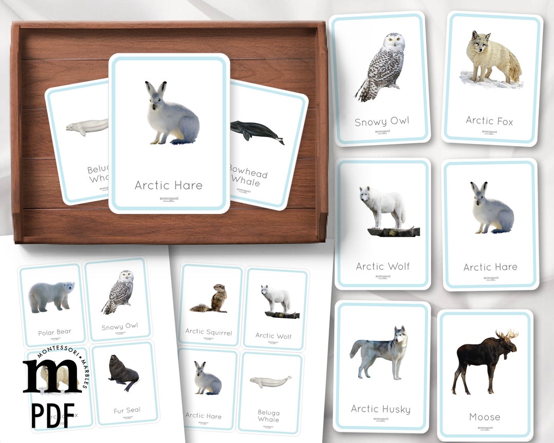 POLAR ANIMALS Flash Card Montessori Arctic Animals Winter - Etsy
