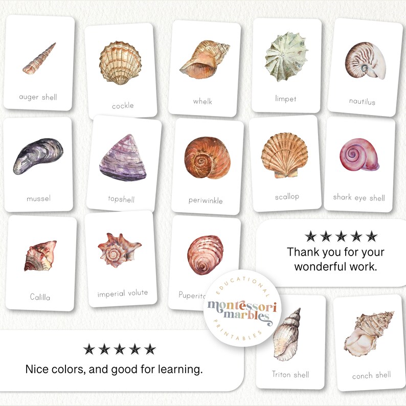 Seashells Flash Cards | Montessori Science | Ocean Vocabulary Nature ...