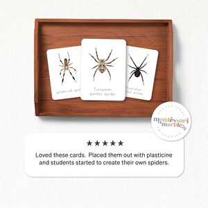 SPIDERS Types of Spiders Flash Cards Montessori Inspired Learning ...
