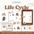 Life Cycle of a Tomato Plant | Montessori Nomenclature Cards and Life ...