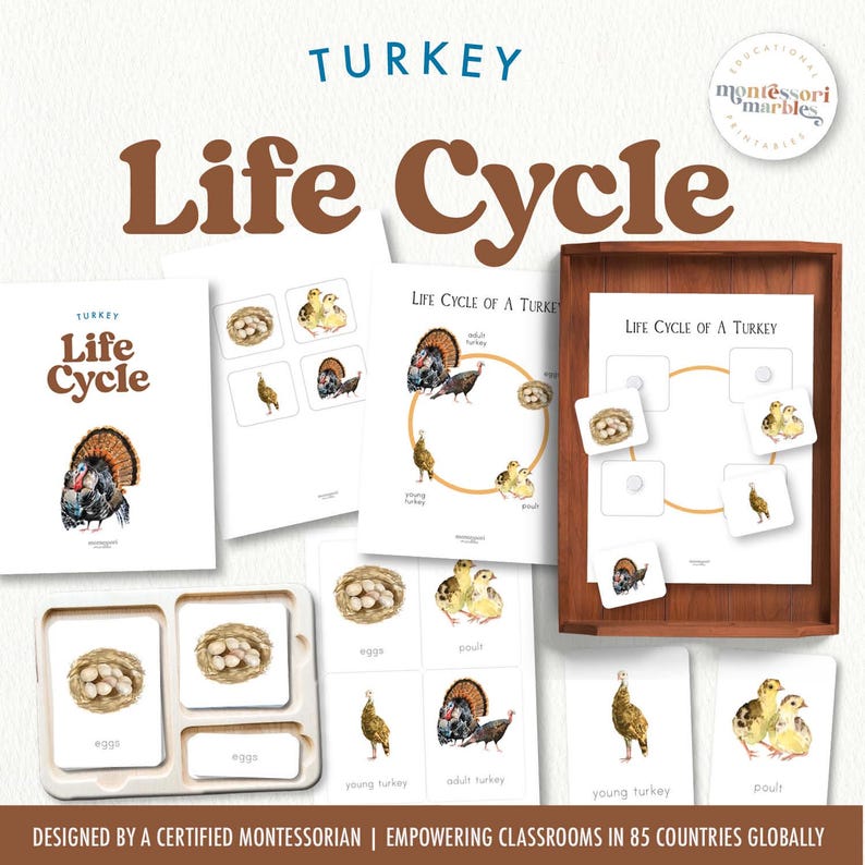 Turkey Life Cycle Cards Printable | Thanksgiving Science Activity ...