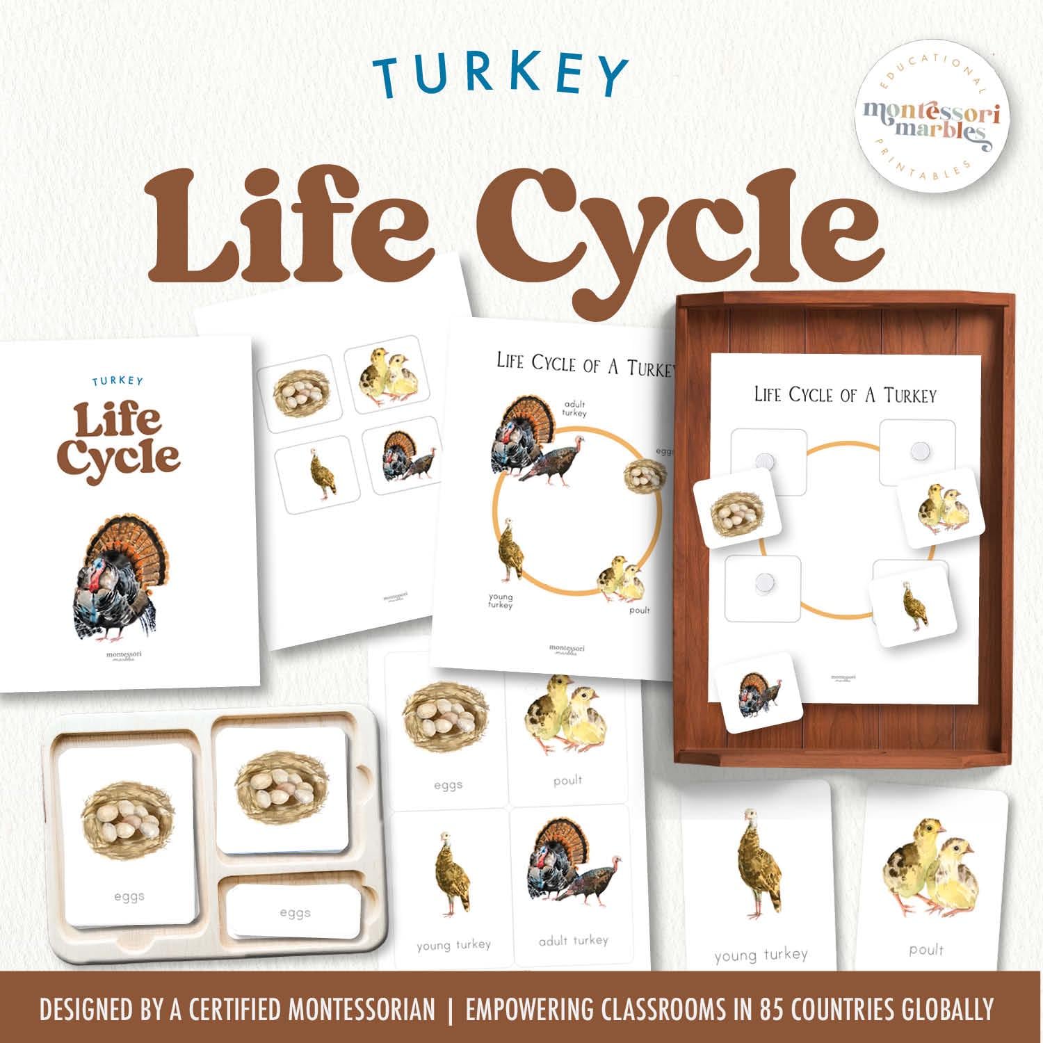 Turkey Life Cycle Cards Printable | Thanksgiving Science Activity ...