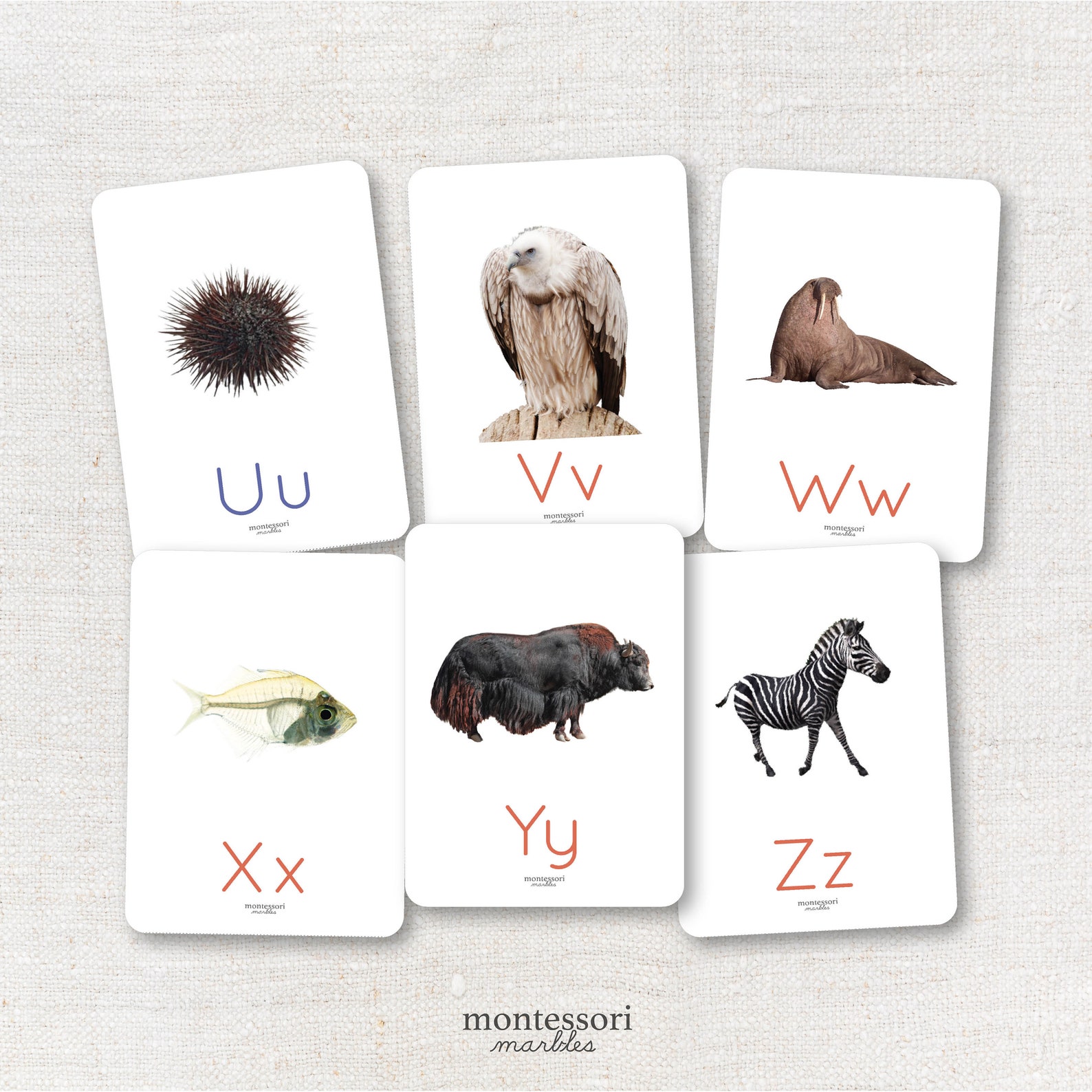 BEGINNING SOUNDS Flash Card Montessori Phonics Vocabulary - Etsy