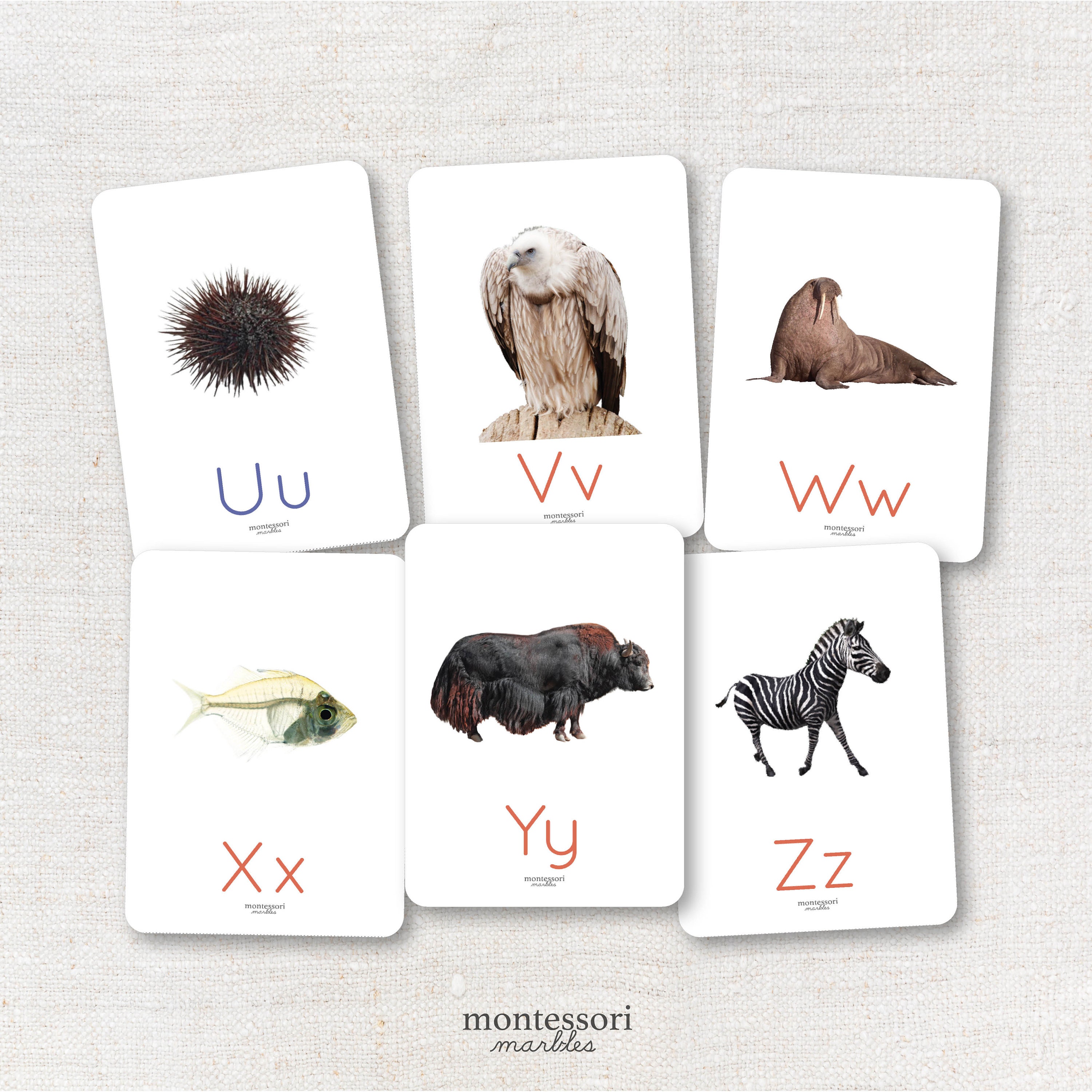 BEGINNING SOUNDS Flash Card Montessori Phonics Vocabulary - Etsy