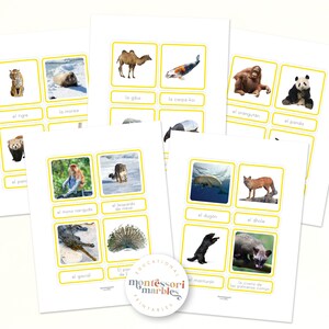 ANIMALES DE ASIA Montessori Tarjetas De Nomenclatura | Recursos En ...