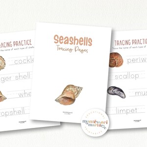 SEASHELLS Activity Bundle | Montessori Inspired Resources | Summer ...