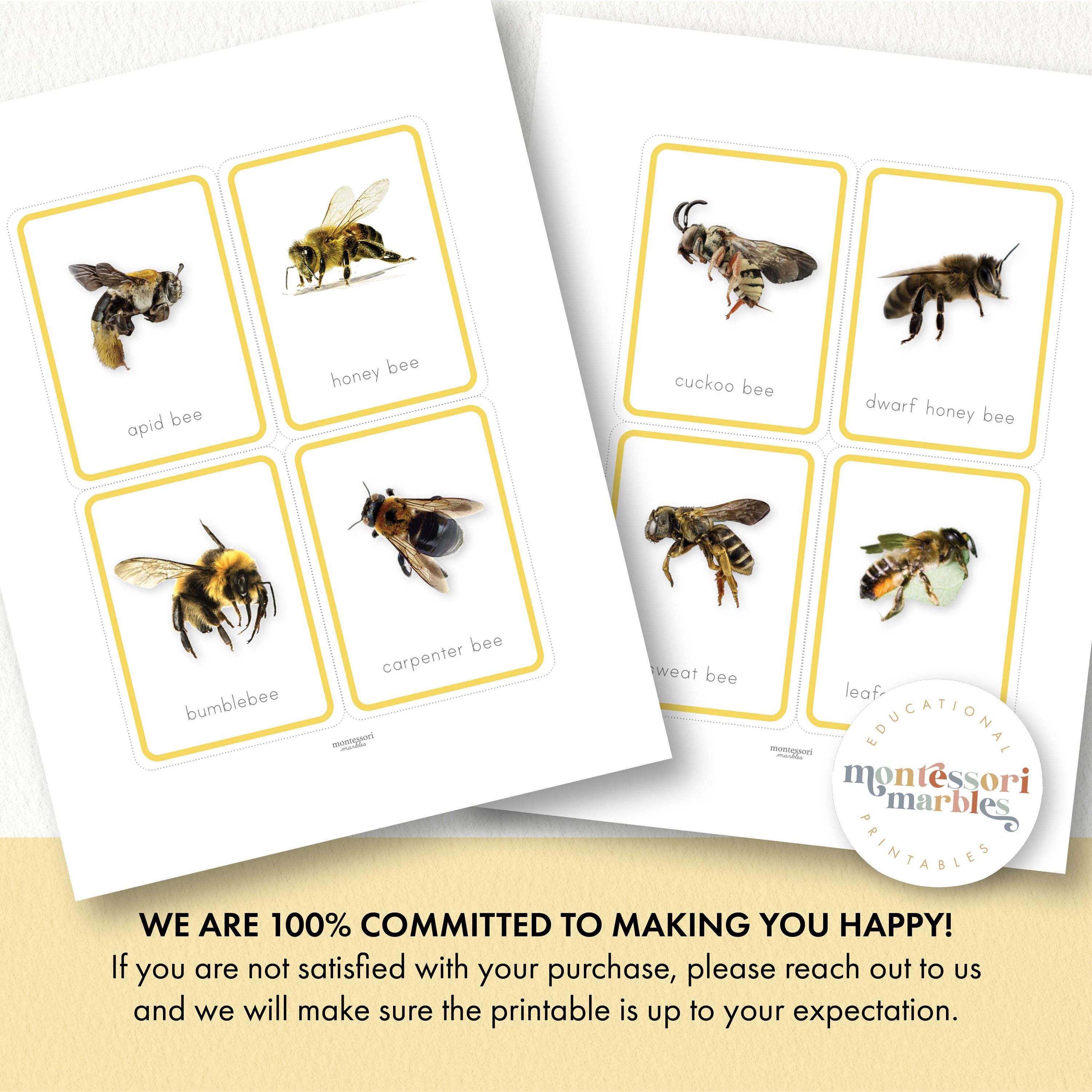 Types of Bees Flash Cards | Montessori Science | Nature Study Insects ...