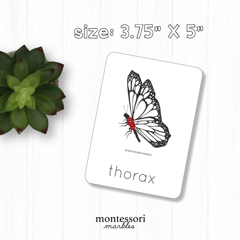 Parts of a Butterfly Montessori Nomenclature Three Part Flash | Etsy