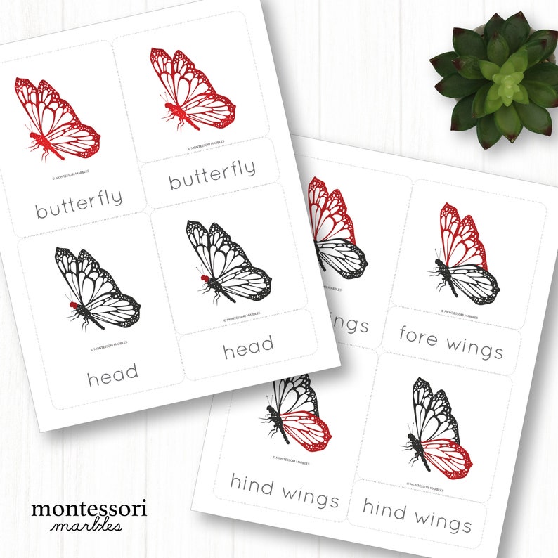 Parts of a Butterfly Montessori Nomenclature Three Part Flash | Etsy