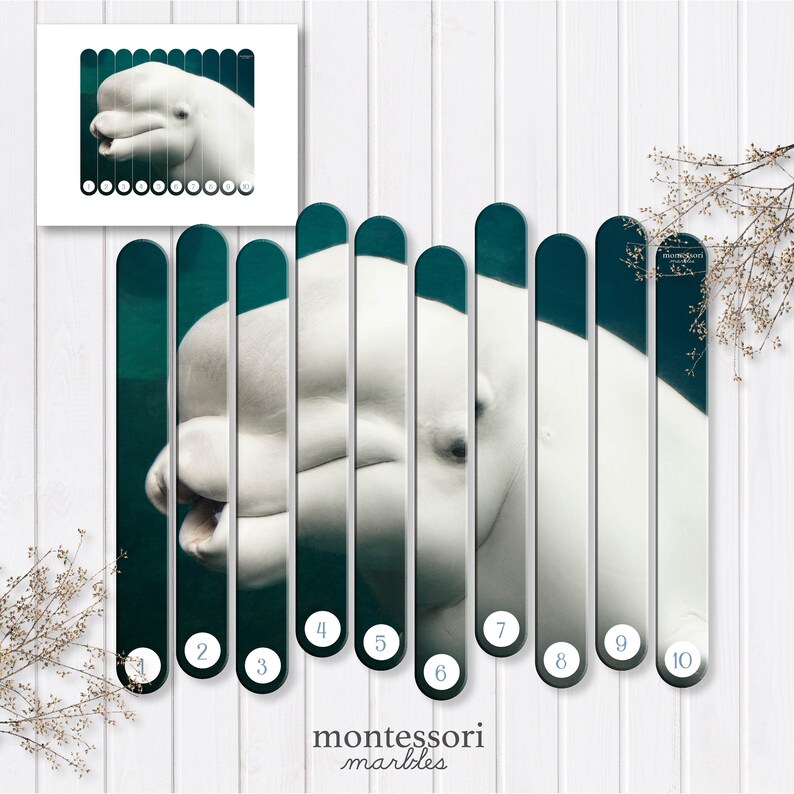 WHALES Skip Counting by 2s 3s 5s and 10s Early Math Math - Etsy