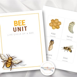 BEE Life Cycle of a Bee With Montessori Nomenclature Cards | Learn ...