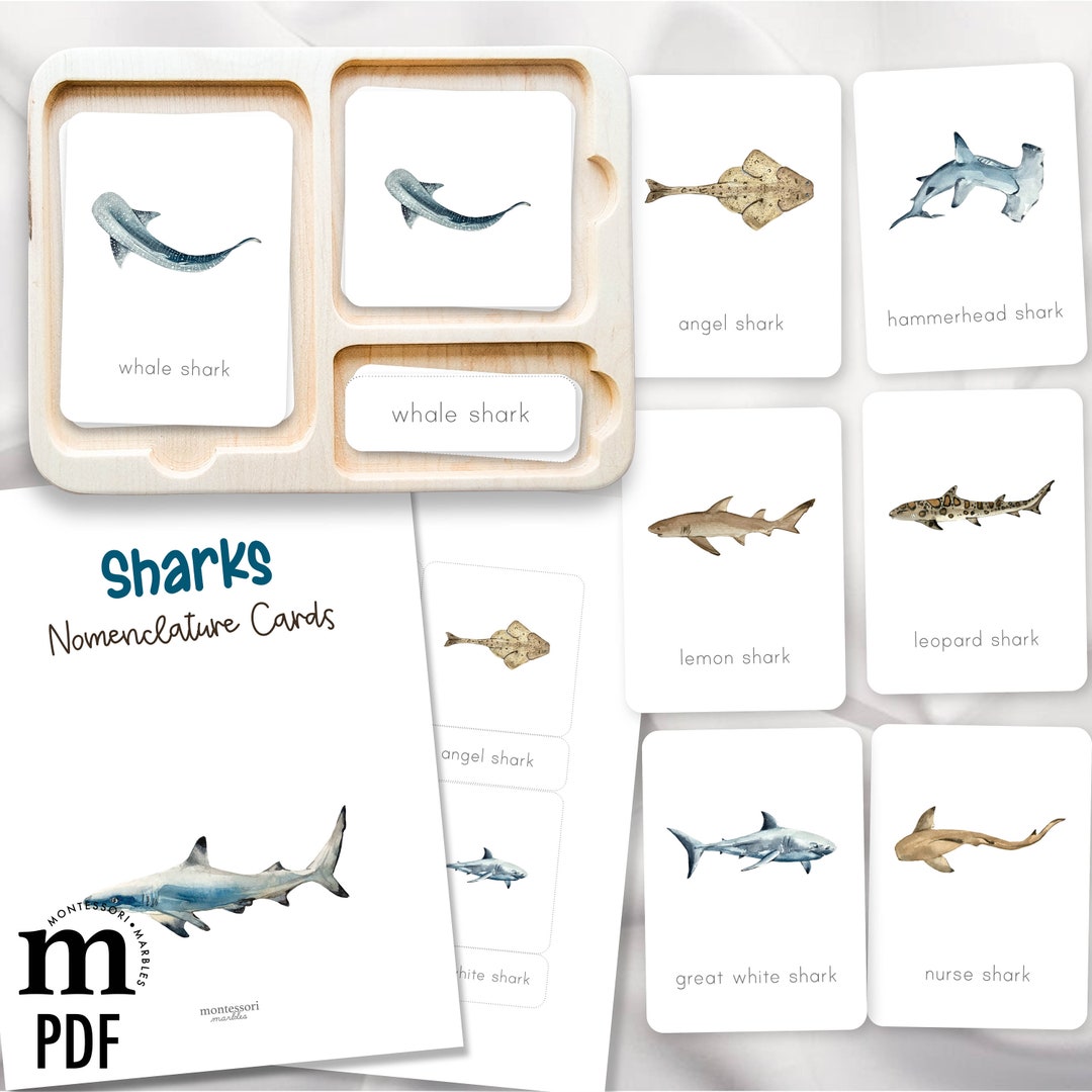 SHARKS Nomenclature Cards Types of Sharks Watercolor Sharks Flash Cards ...