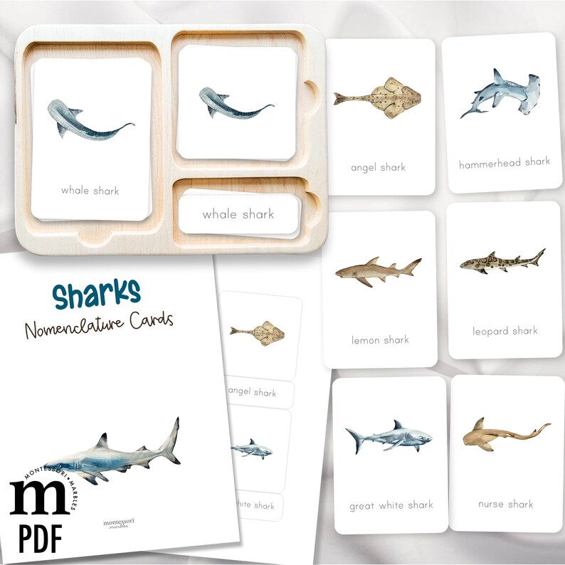 SHARKS Nomenclature Cards Types of Sharks Watercolor Sharks Flash Cards ...