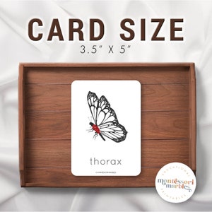 Parts of a Butterfly | Montessori Nomenclature Three-part Cards ...