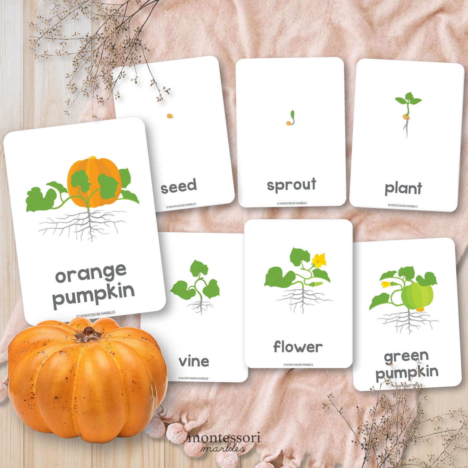 Life Cycle of a Pumpkin Montessori Nomenclature Cards - Etsy