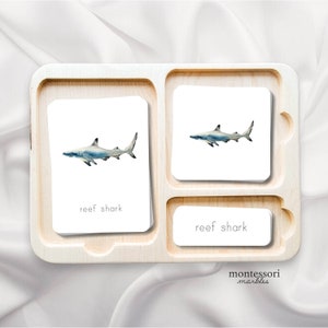 SHARKS Nomenclature Cards Types of Sharks Watercolor Sharks Flash Cards ...