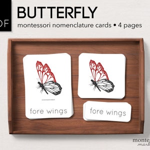Parts of a Butterfly Montessori Nomenclature Three Part Flash | Etsy