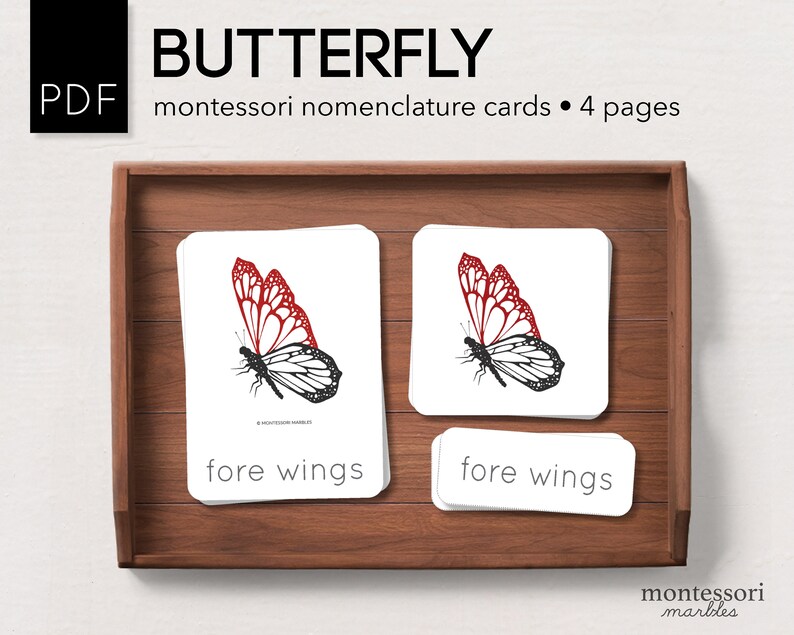 Parts of a Butterfly Montessori Nomenclature Three Part Flash | Etsy