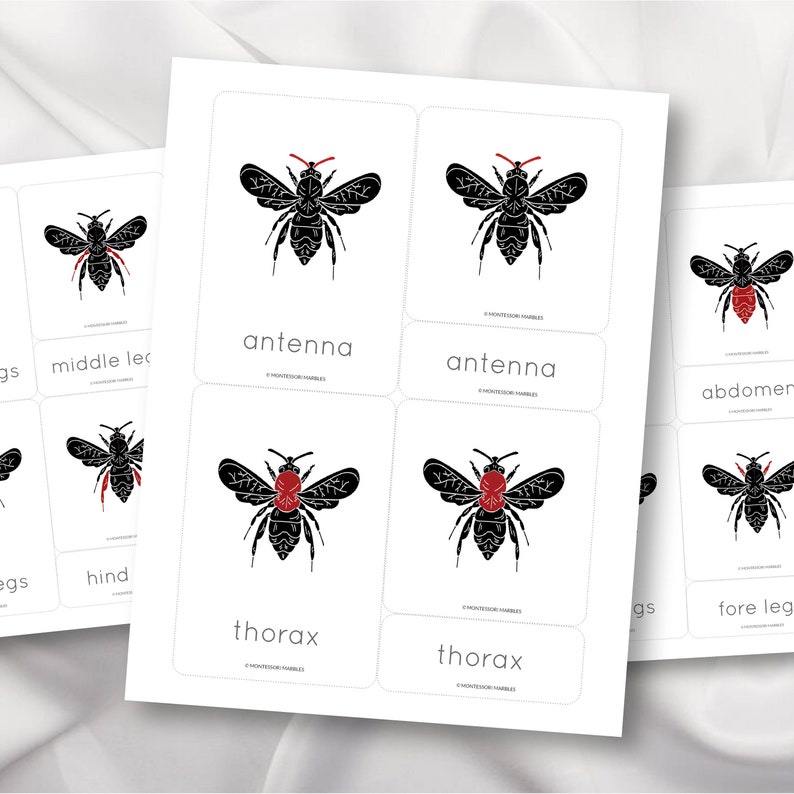 PARTS OF BEE Montessori Nomenclature Cards Nature Inspired - Etsy