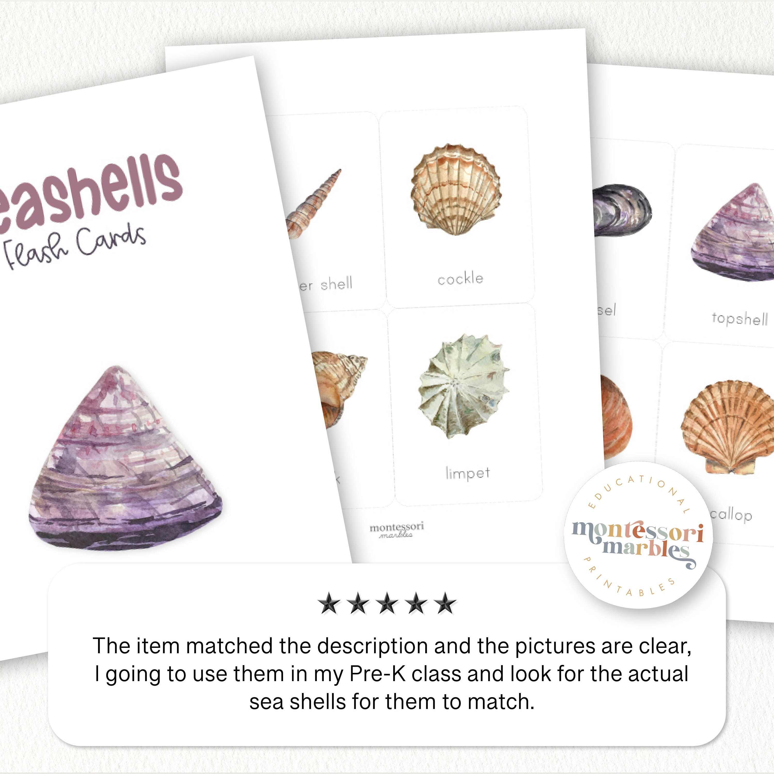 Seashells Flash Cards | Montessori Science | Ocean Vocabulary Nature ...
