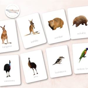 AUSTRALIAN ANIMALS Flash Cards Montessori Inspired Learning Resources ...