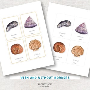 SEASHELLS Flash Cards Montessori Inspired Printable | Etsy