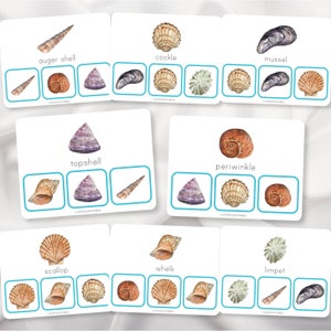 SEASHELLS Activity Bundle | Montessori Inspired Resources | Summer ...