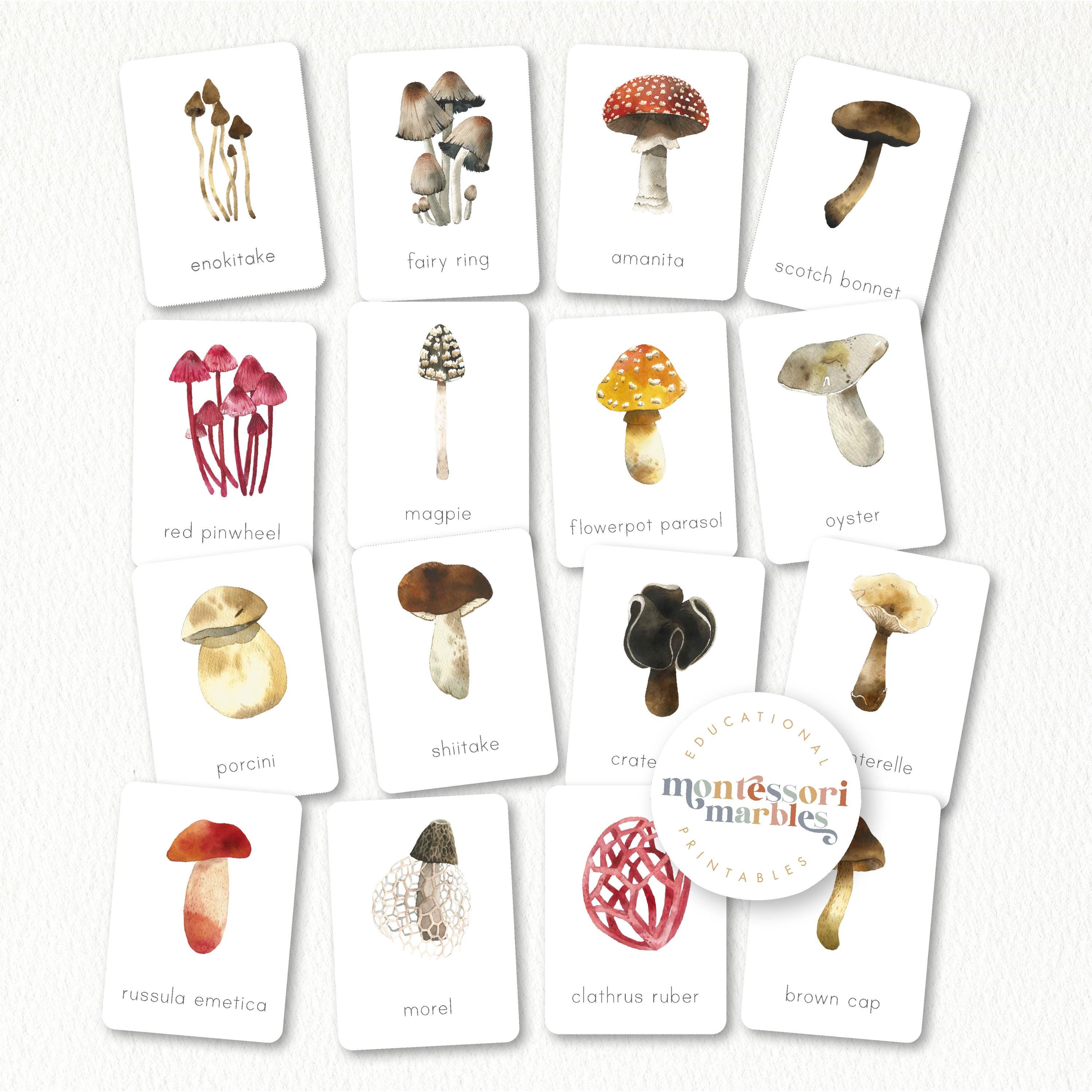 Mushroom Flash Cards | Montessori Inspired Fall Autumn Vocabulary ...