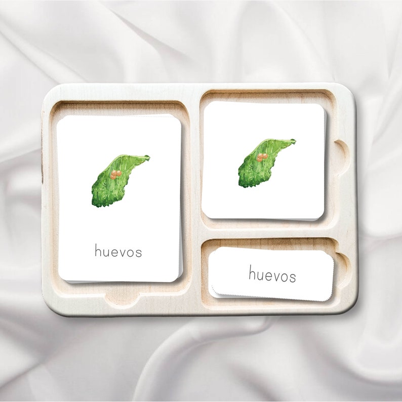 CICLO DE VIDA De Un Caracol Life Cycle of Snails in Spanish Montessori ...