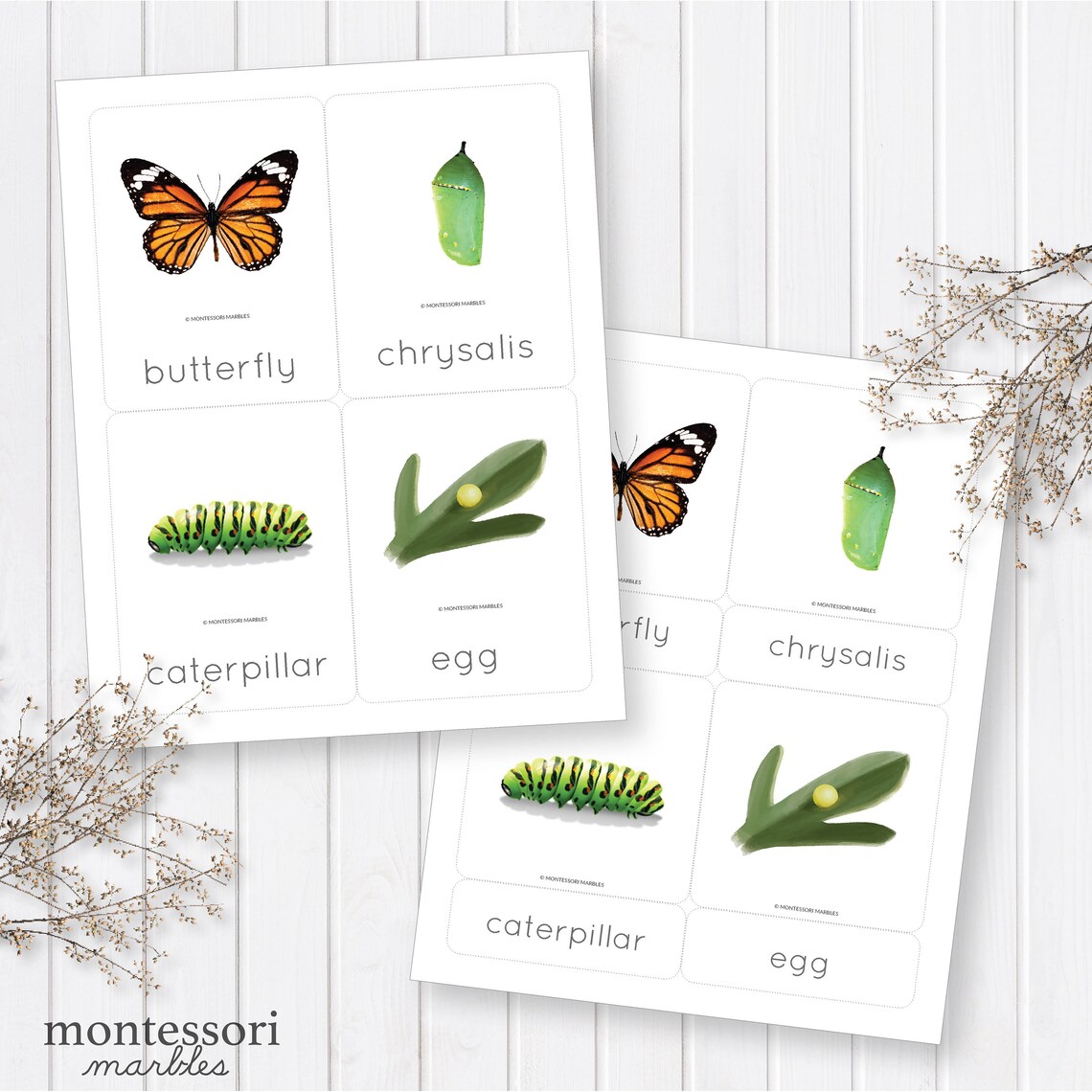 Life Cycle of a Butterfly Montessori Nomenclature Cards | Etsy UK