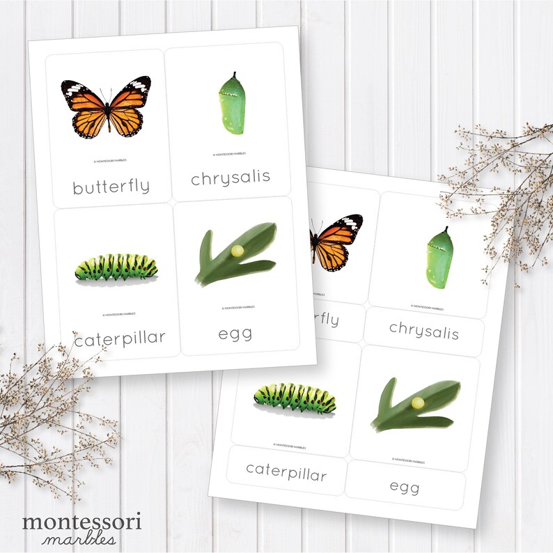 Life Cycle of a Butterfly Montessori Nomenclature Cards | Etsy UK