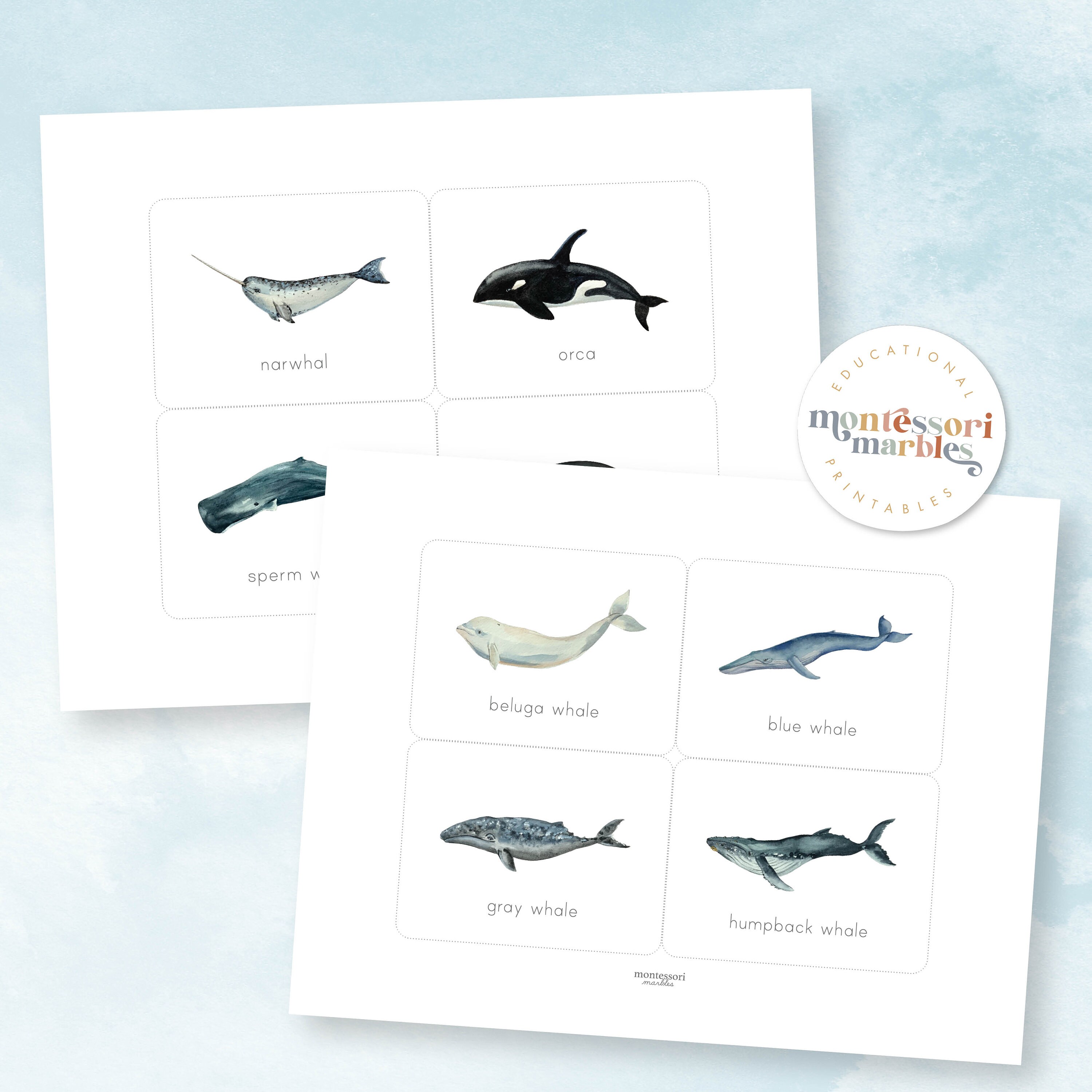 Whales Flash Cards PDF | 8 Whale Species Ages 3-8 | Ocean Animals ...