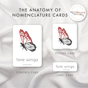 Parts of a Butterfly | Montessori Nomenclature Three-part Cards ...