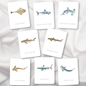 SHARKS Nomenclature Cards Types of Sharks Watercolor Sharks Flash Cards ...