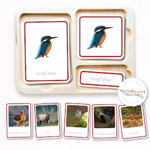 ANIMALS OF EUROPE Montessori Nomenclature Cards | Nature-based Learning ...