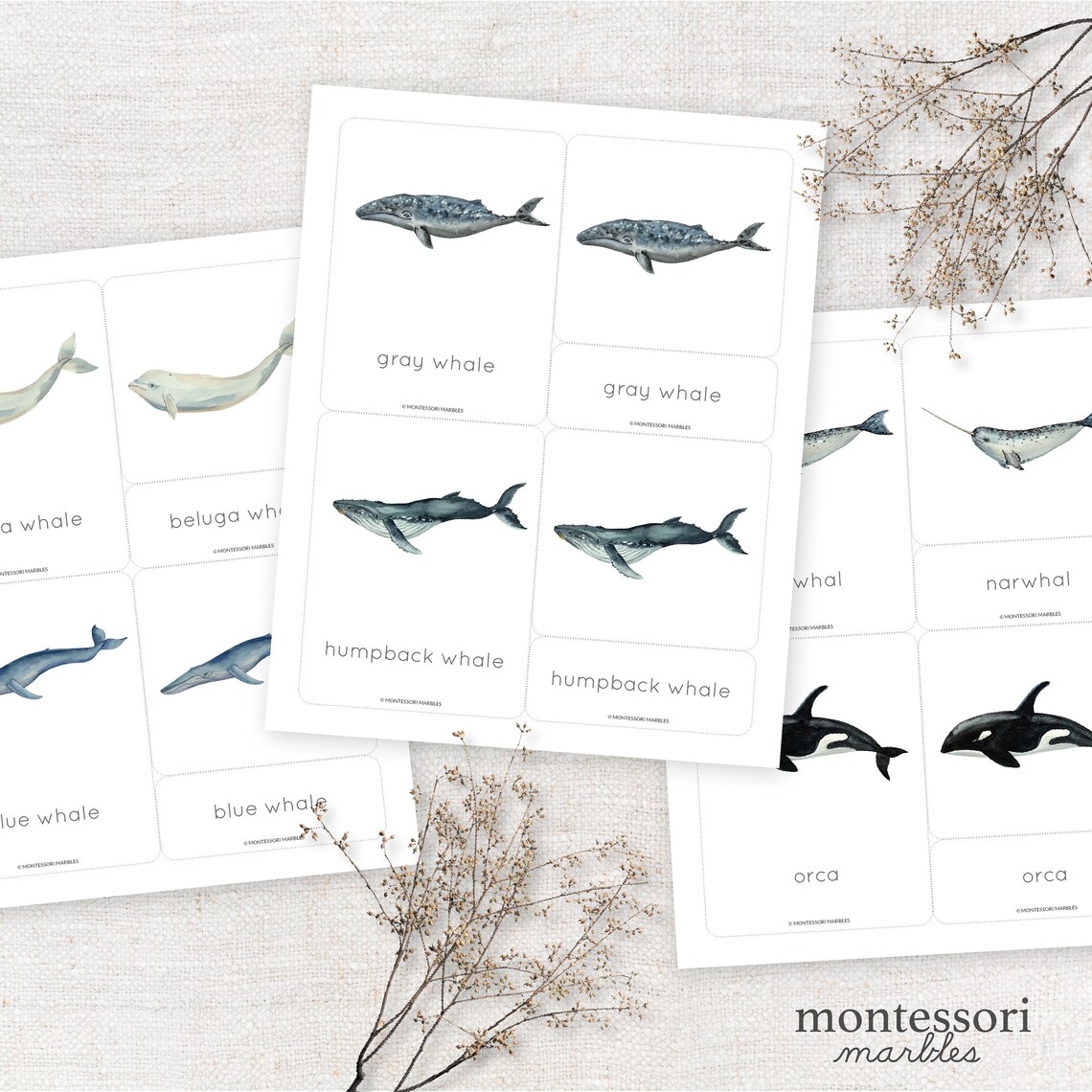 WHALES Montessori Nomenclature Cards Types of Whales - Etsy