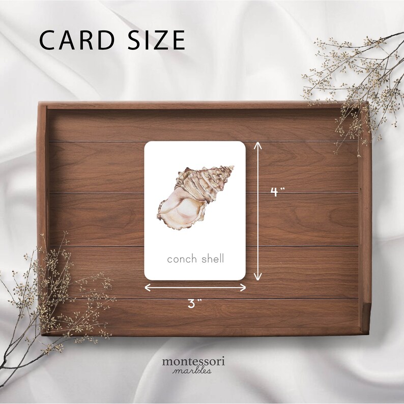 SEASHELLS Flash Cards Montessori Inspired Printable Vocabulary Cards ...