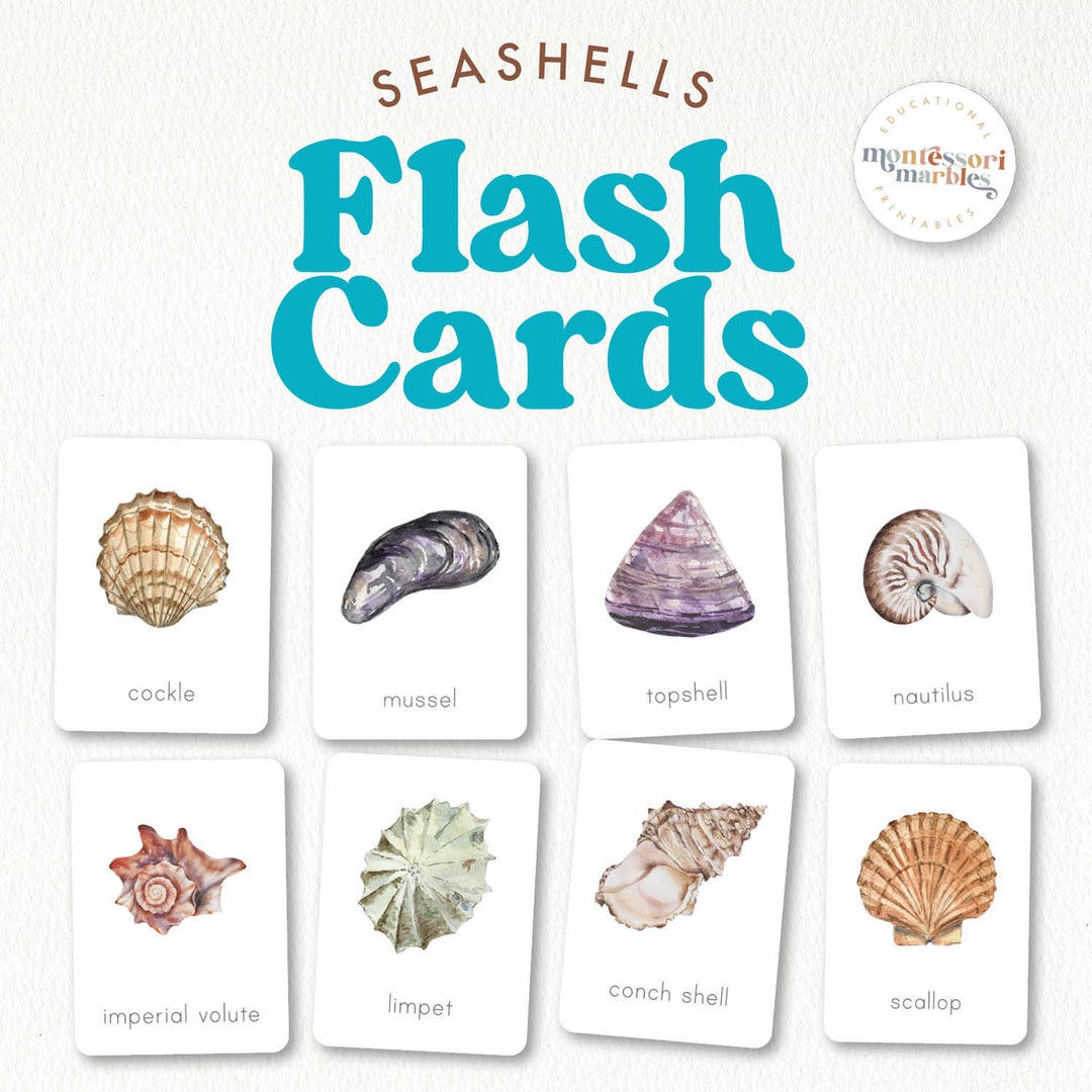 SEASHELLS Flash Cards | Montessori Inspired Printable Vocabulary Cards ...