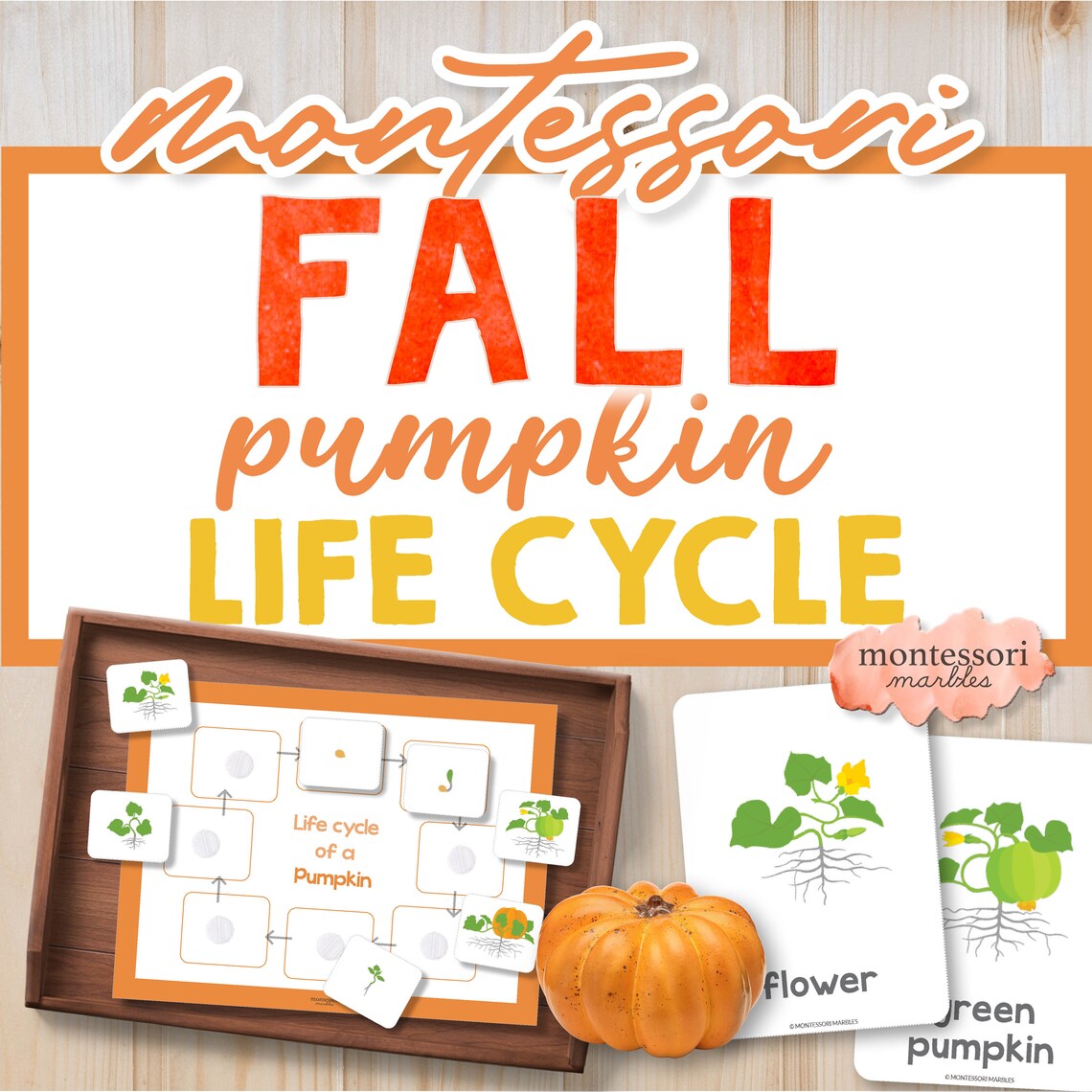 Life Cycle of a Pumpkin Montessori Nomenclature Cards - Etsy