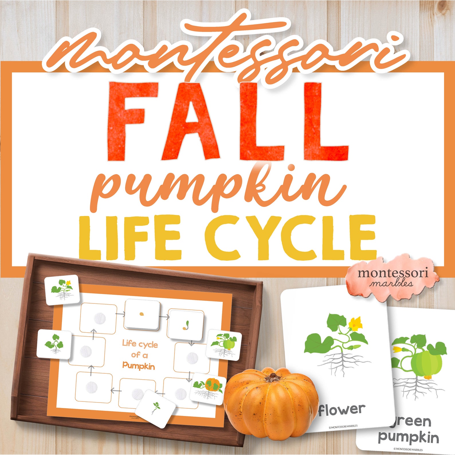 Life Cycle of a Pumpkin Montessori Nomenclature Cards - Etsy