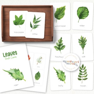 Leaves Flash Cards: Montessori Printable Vocabulary (digital Download ...