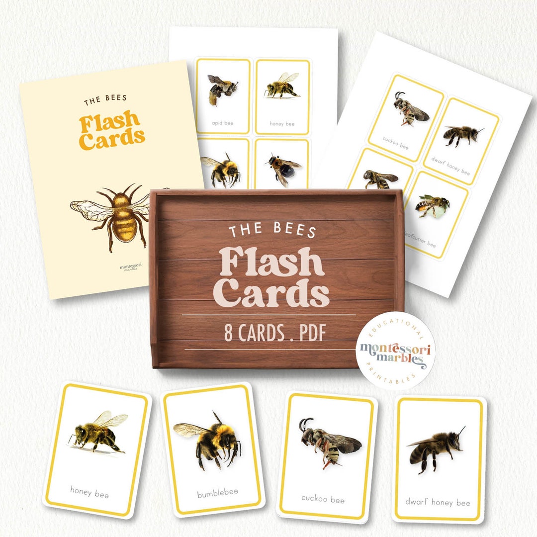 BEES Flash Cards Montessori Inspired Vocabulary Cards Spring Preschool ...