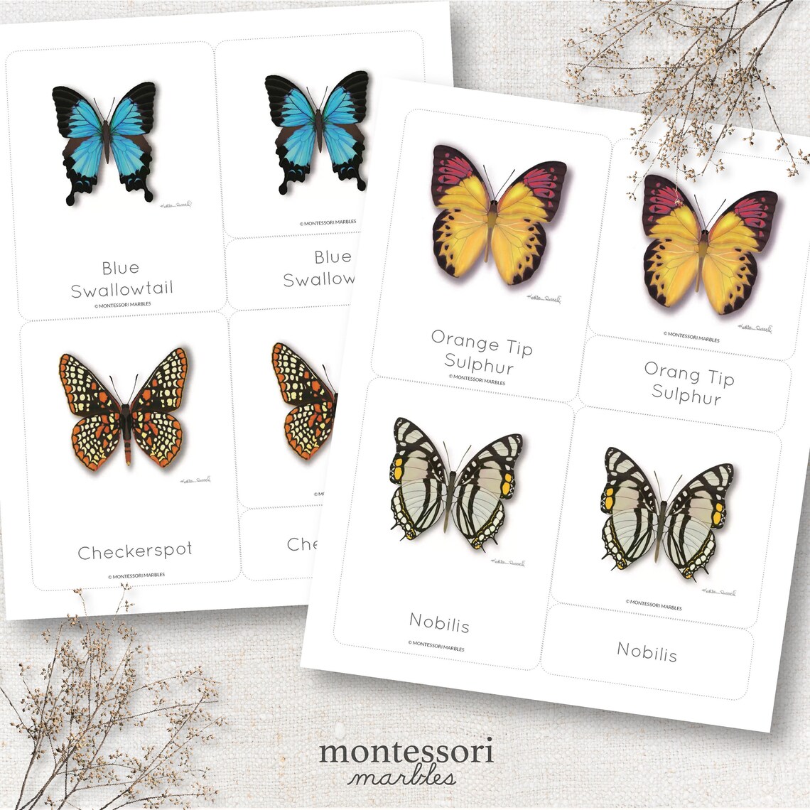 BUTTERFLY Montessori Nomenclature Cards Types of Butterflies - Etsy