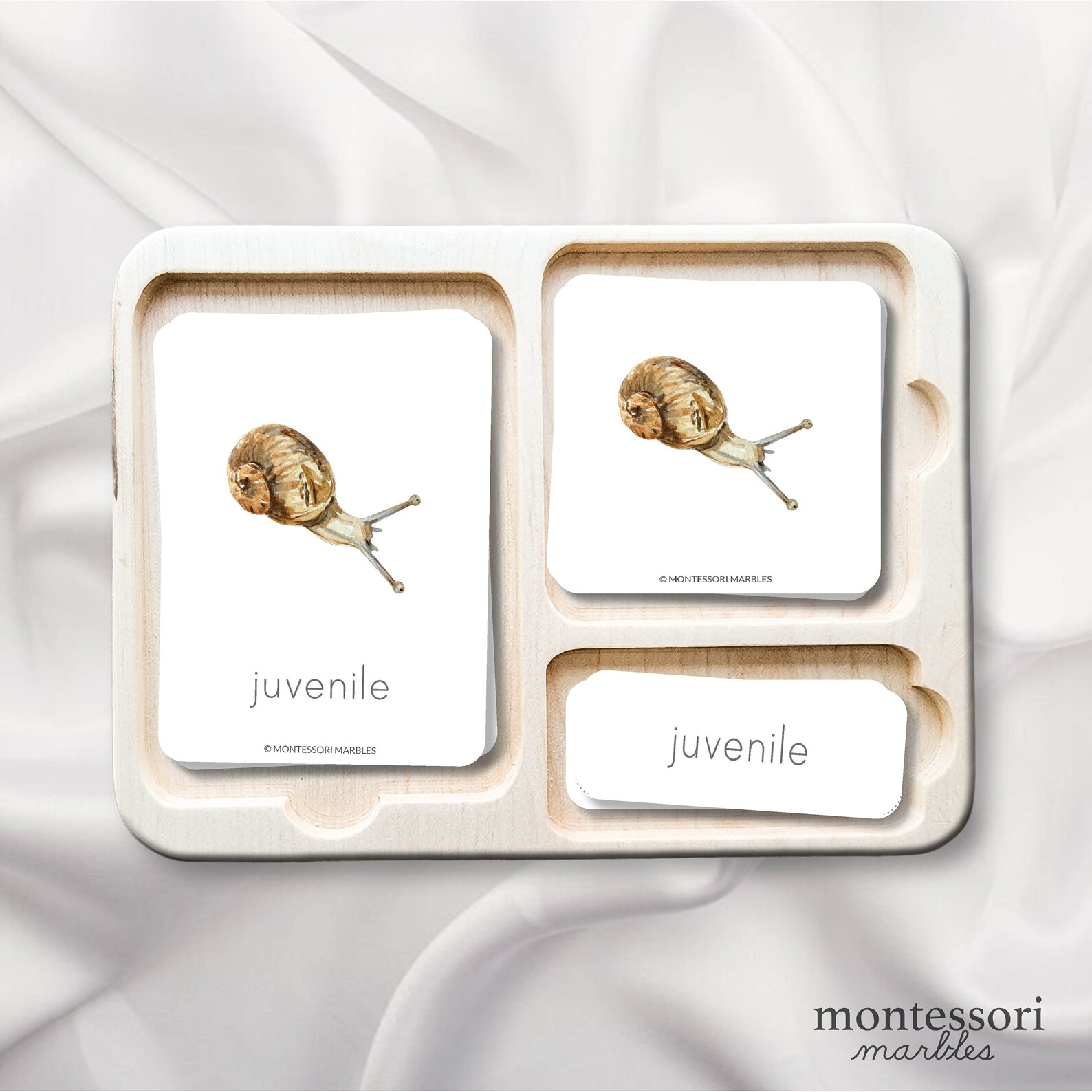SNAIL LIFE CYCLE With Nomenclature Cards Preschool & Kindergarten ...