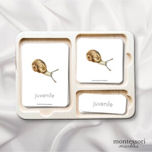 SNAIL LIFE CYCLE With Nomenclature Cards Preschool & Kindergarten ...