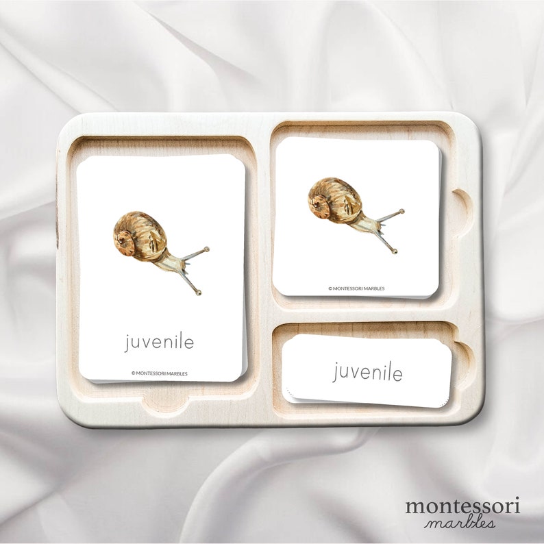 SNAIL LIFE CYCLE With Nomenclature Cards Preschool & Kindergarten ...
